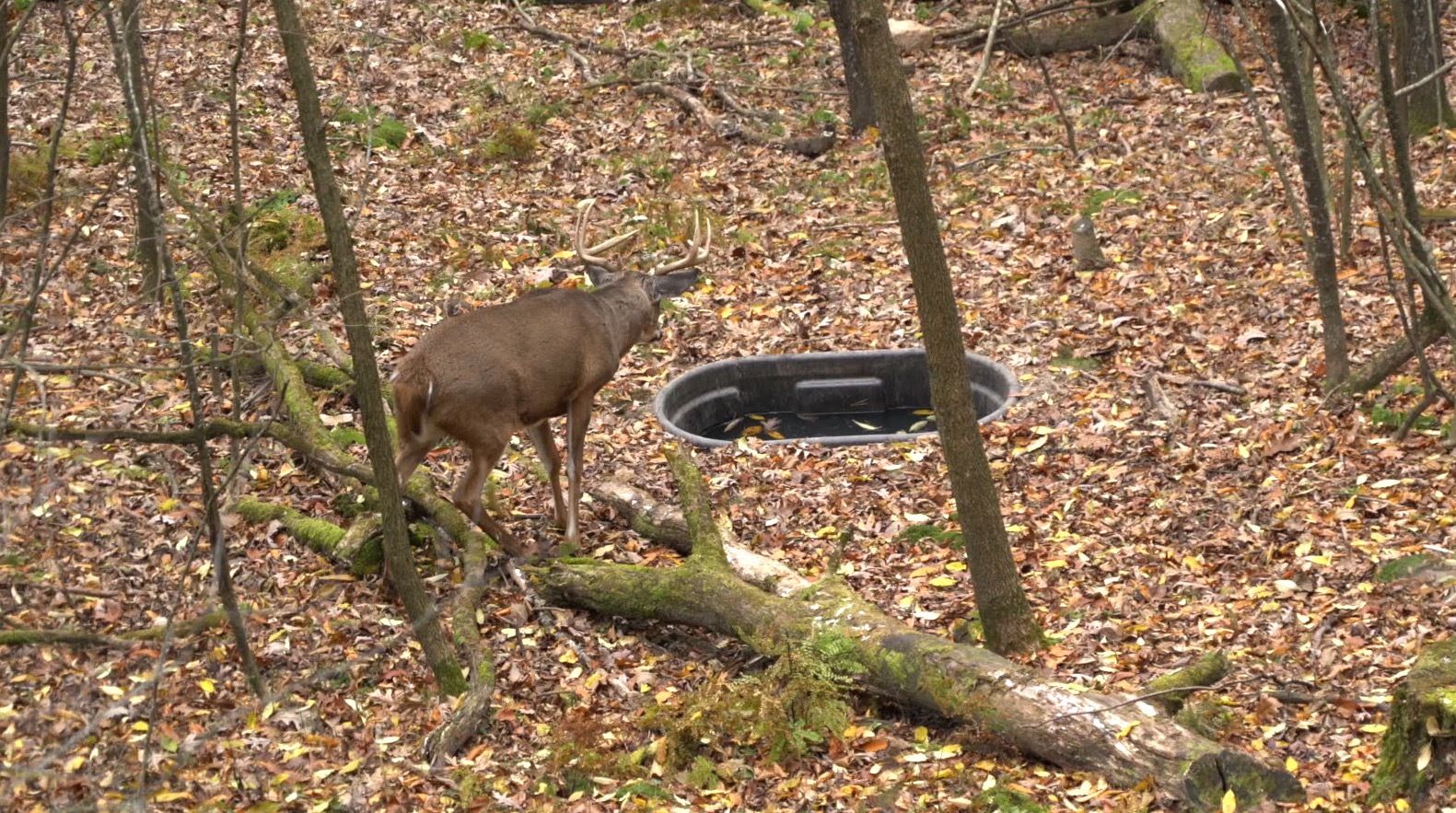 Big Bucks